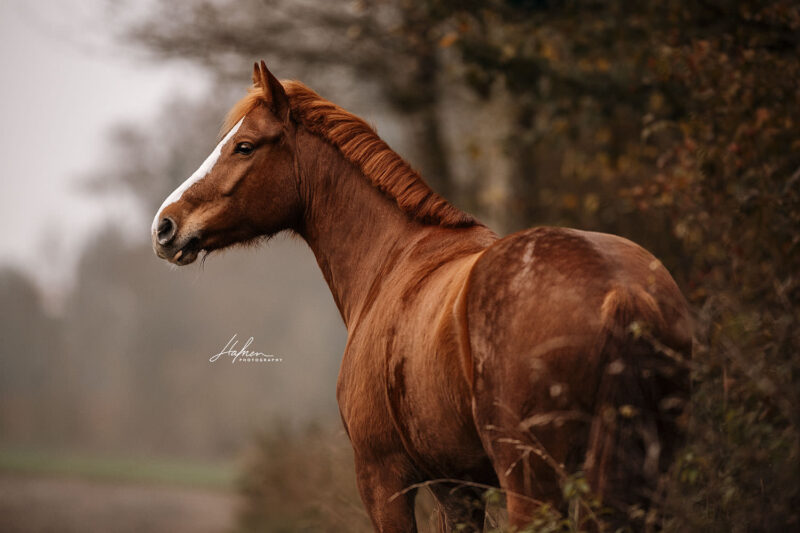 7 Gründe für ein Hunde- oder Pferdefotoshooting im Herbst – Hafner Photography