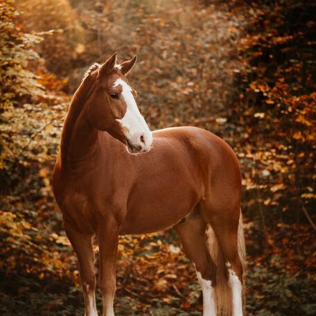 Portfolio Pferd - Hafner Photography