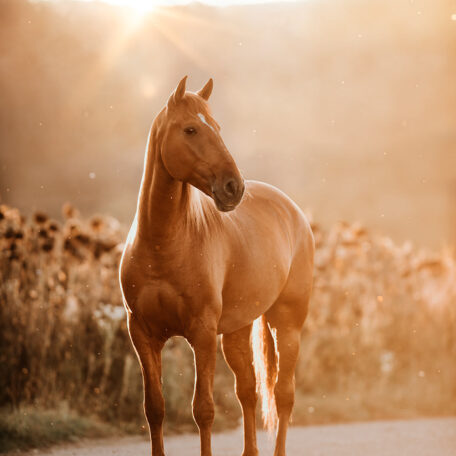 Portfolio Pferd - Hafner Photography