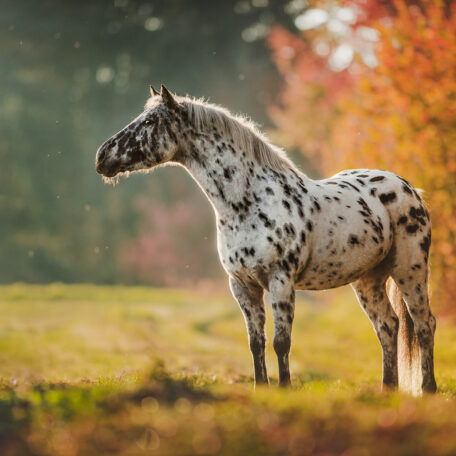 Portfolio Pferd - Hafner Photography