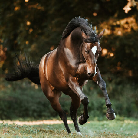 Portfolio Pferd - Hafner Photography